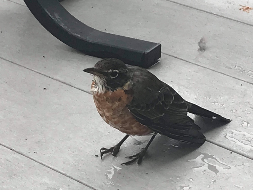 American Robin from Saint-Georges by Etienne Ossona · iNaturalist