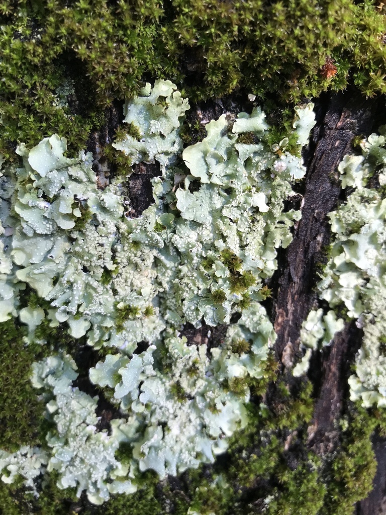 typical shield lichens from Beacon St, Newton, MA, US on October 9 ...