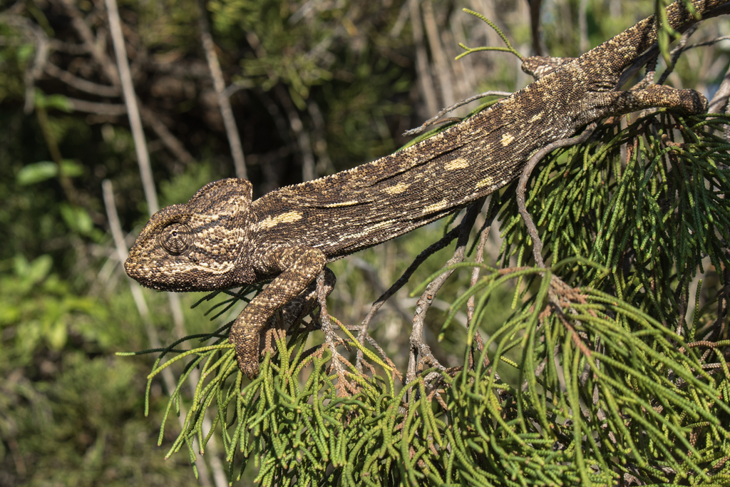 African Chameleon from Peloponnese Region, Greece on April 21, 2016 at ...