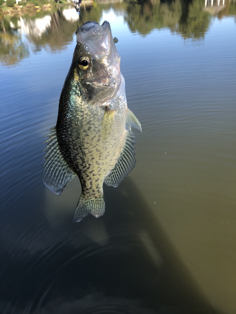 Black Crappie from Silver Lake, Rehoboth Beach, DE, US on October 9 ...
