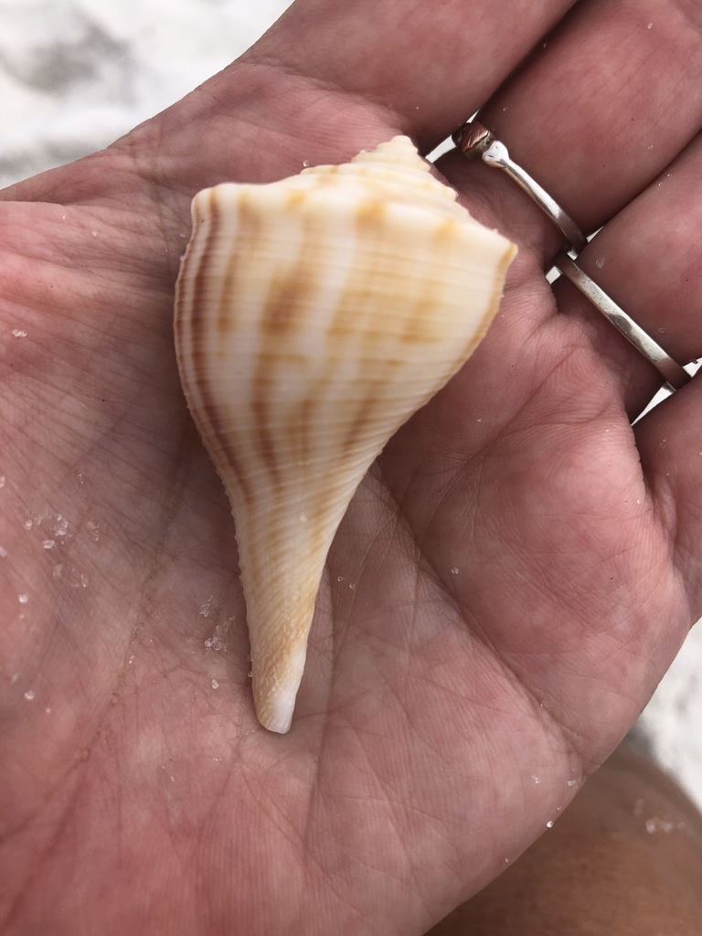 Florida Pear Whelk from Gulf Islands National Seashore, Navarre, FL, US ...