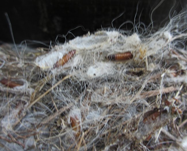 Insects from Tervasaari, Helsinki, Finland on October 9, 2020 by ...