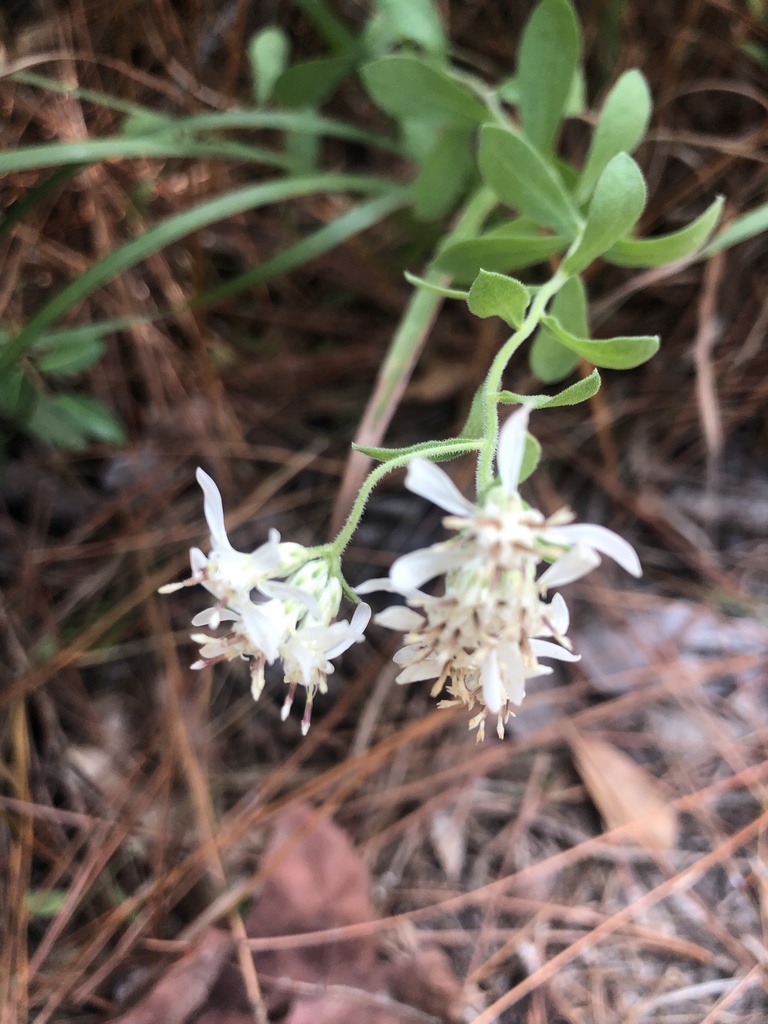 Dixie aster from Ocean Springs, MS, US on October 9, 2020 at 02:23 PM ...