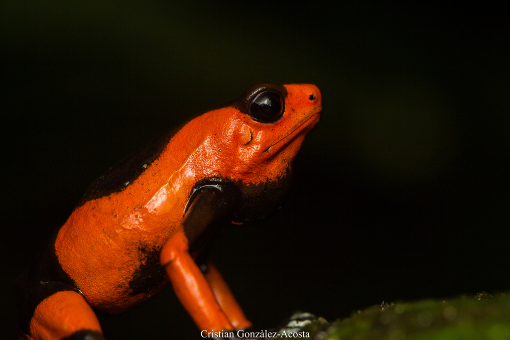 Red-banded Poison Frog in September 2019 by Cristian Gonzalez Acosta ...