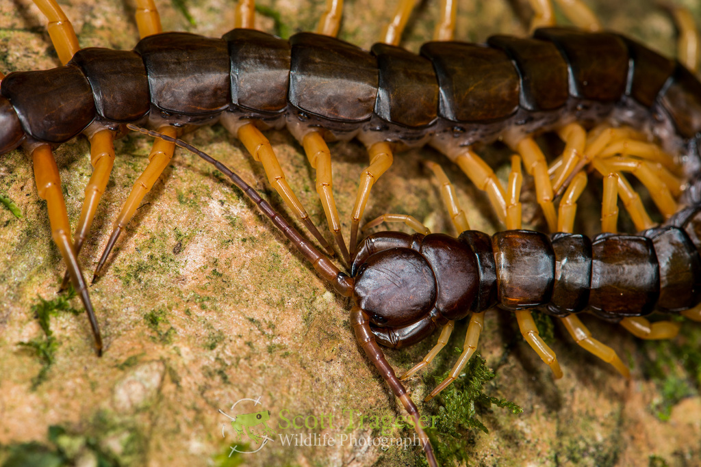 Pacific Giant Centipede from Con Dao, VN-BV-CO, VN-BV, VN on January 05 ...