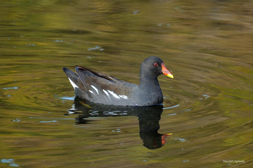 Eurasian Moorhen (Flora and Fauna of Bandhavgarh National Park, India ...