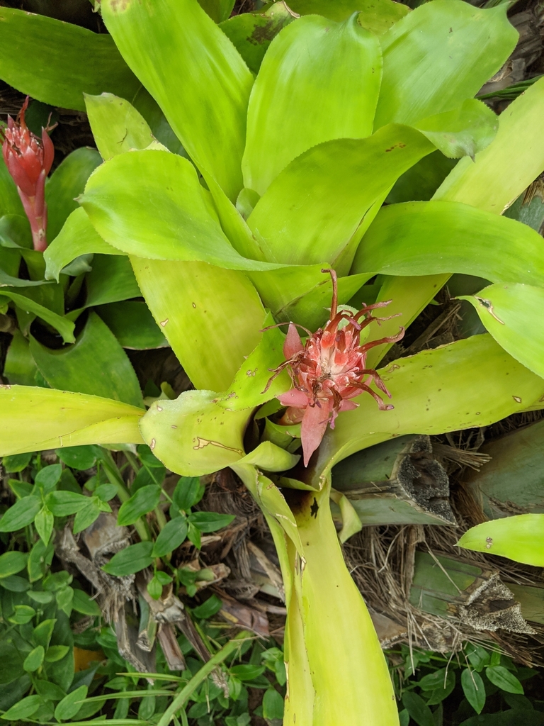 Fool Proof Plant from Haidian District, Beijing, China on October 8 ...