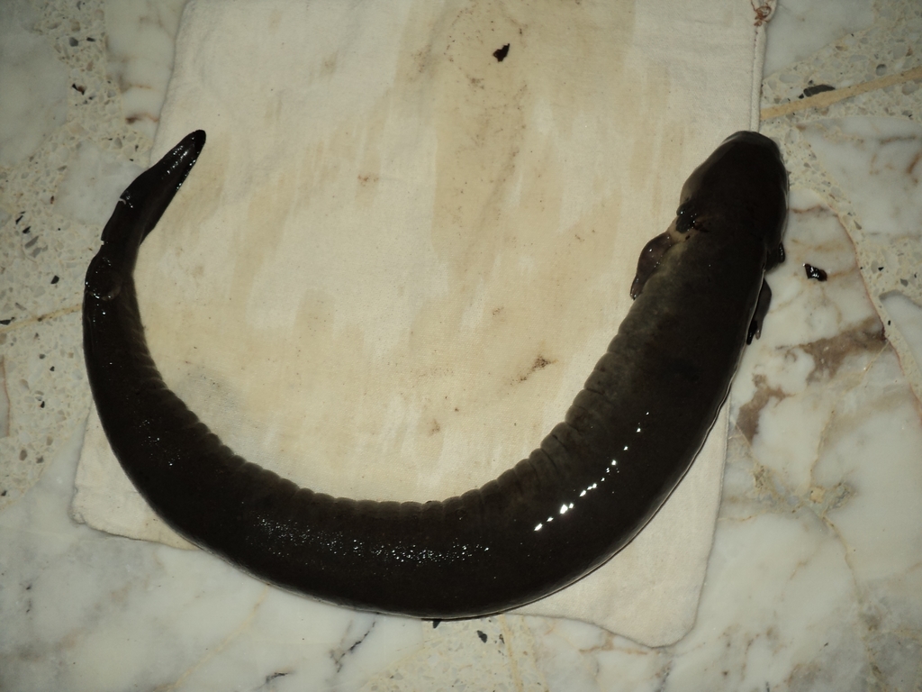 Lesser Siren from Tuxpan on April 16, 2013 at 09:18 PM by Julio C ...