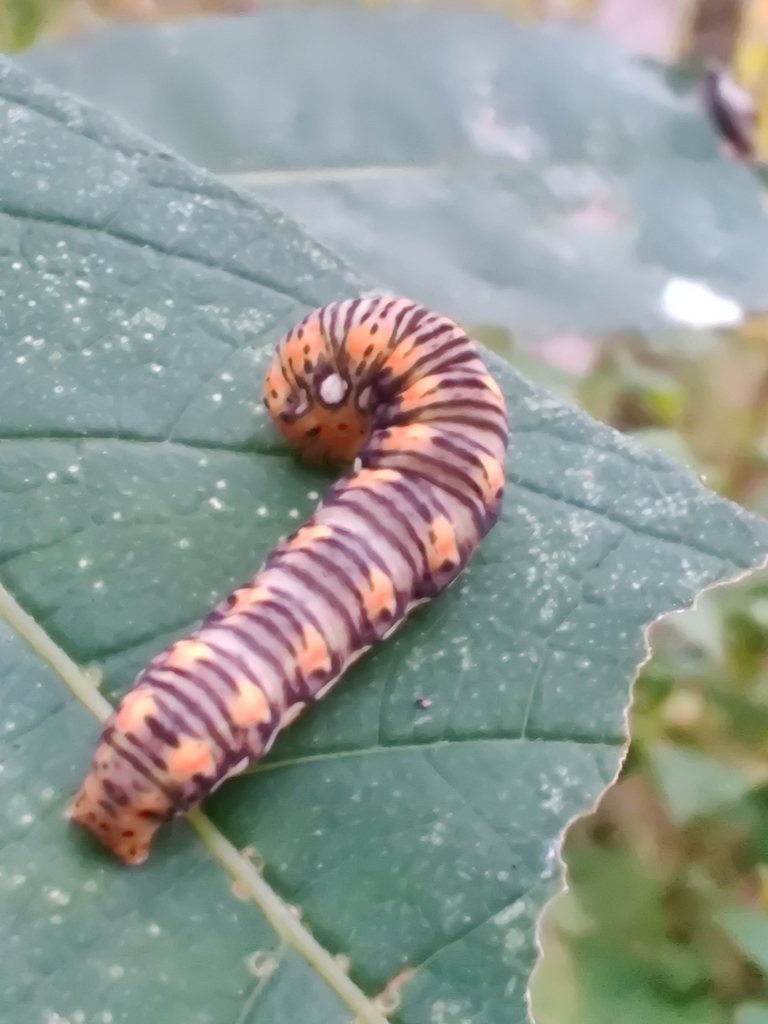 Gold Moth from Pinnacle Natural Area Preserve on October 9, 2020 at 05: ...