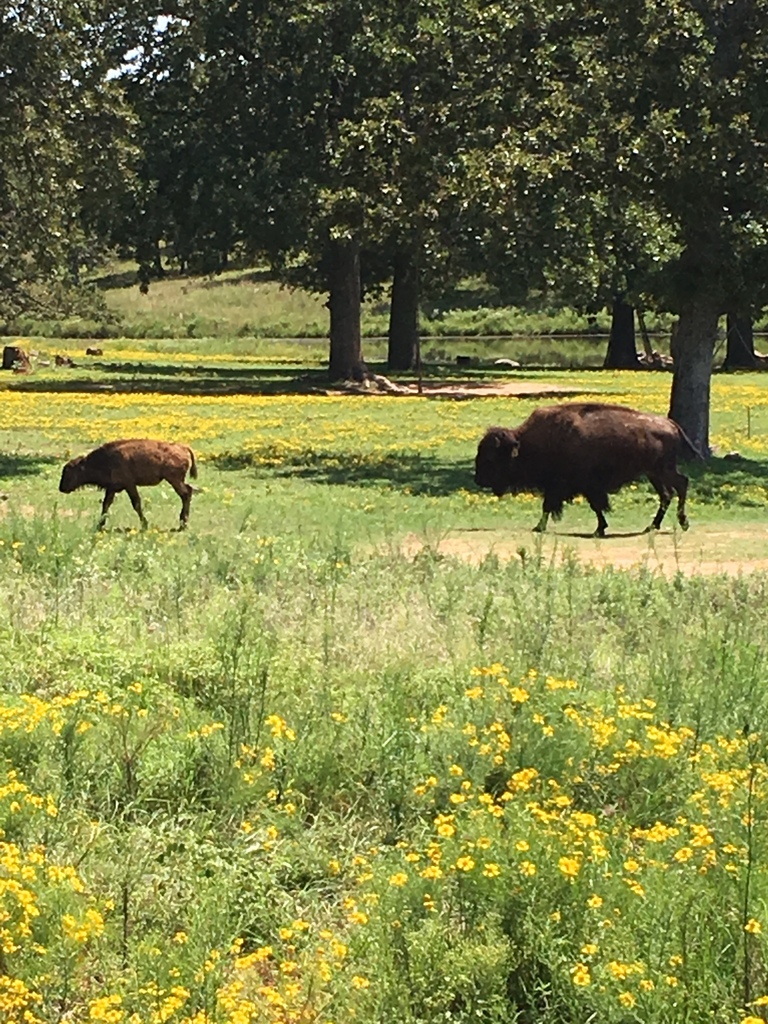 American Bison from 74003, Bartlesville, OK, US on August 21, 2017 at ...