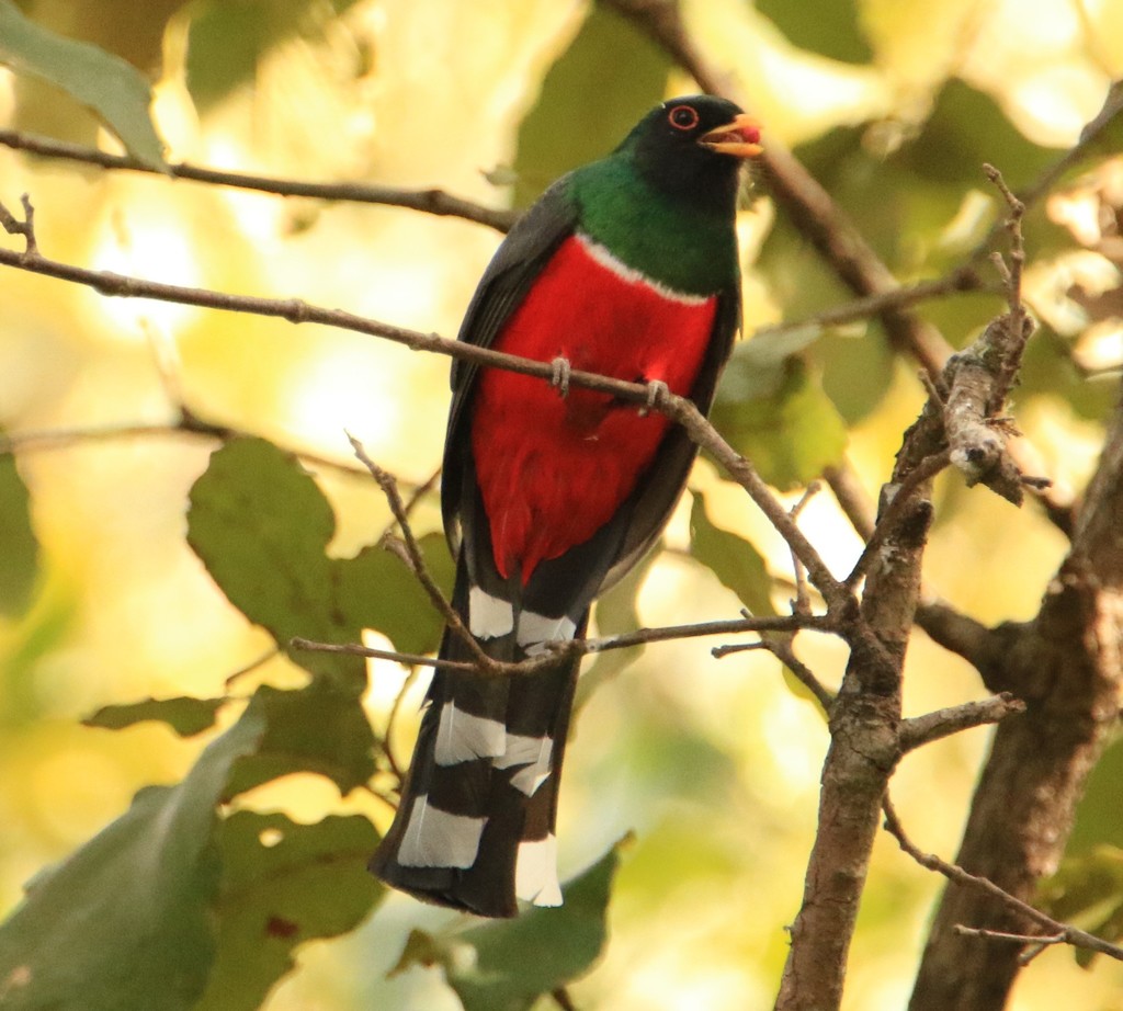 Mountain Trogon from El Palmito, Sin., México on February 19, 2016 at ...