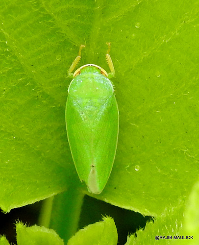 Genus Krisna · iNaturalist