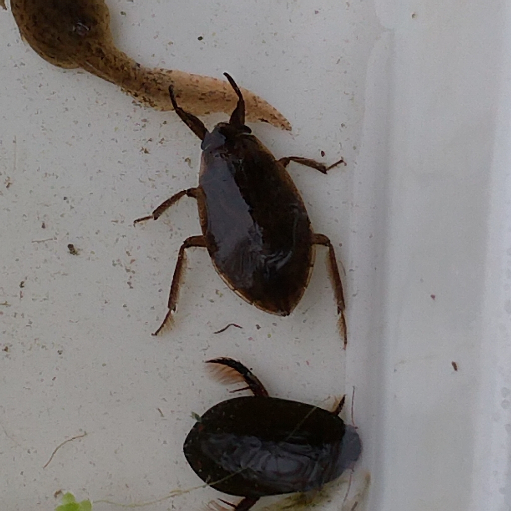 Elliptical Waterbugs from 日本 〒699-1232 on October 10, 2020 at 11:16 AM ...