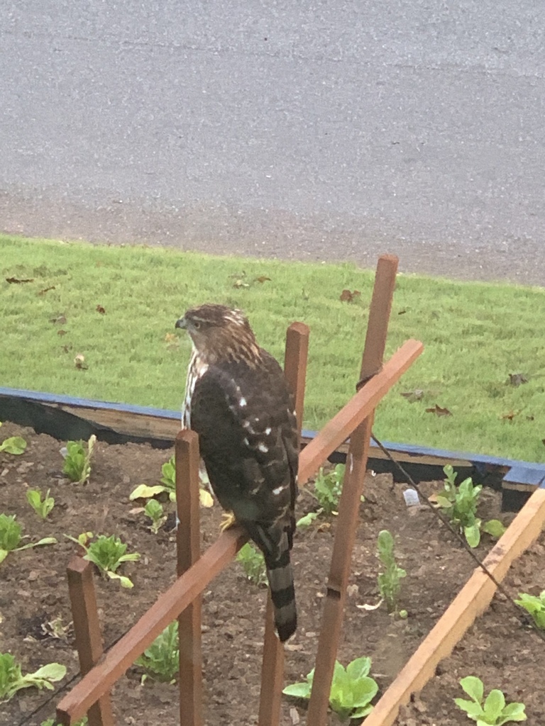 Cooper's Hawk from Blake Ave SE, Atlanta, GA, US on October 08, 2020 at ...