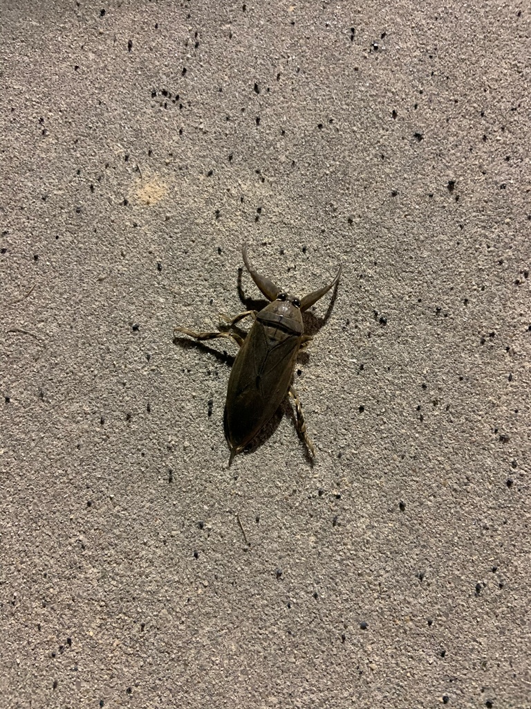 Uhler's Giant Water Bug from Midway West Rd, Raleigh, NC, US on October ...