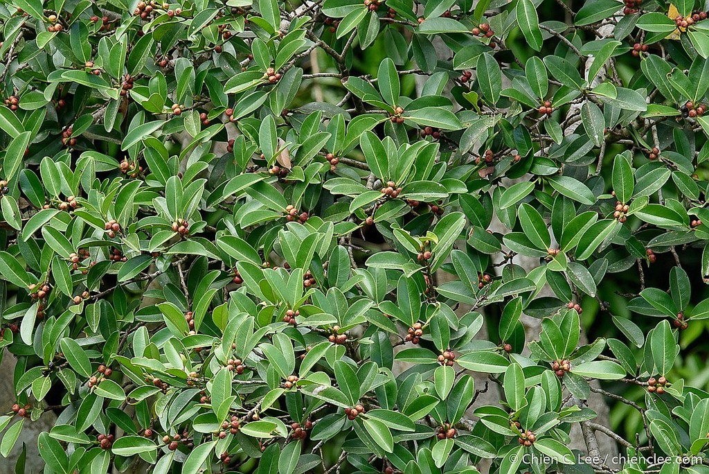 Ficus callophylla from Kapit, Sarawak, Malaysia on November 27, 2015 at ...