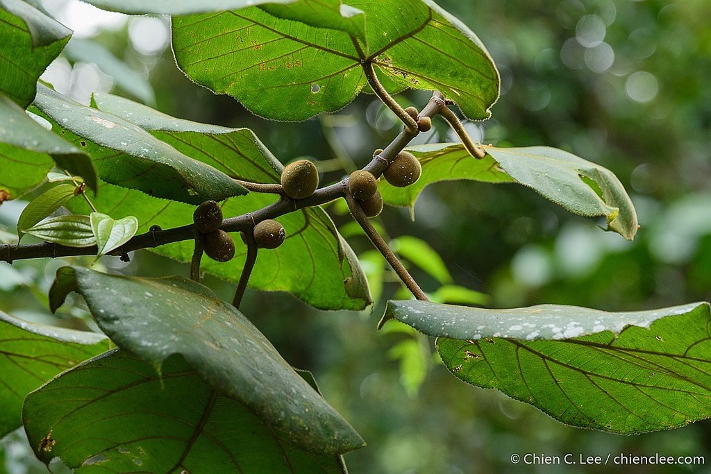 Ficus endospermifolia from Kutai Kartanegara, Kalimantan Timur ...