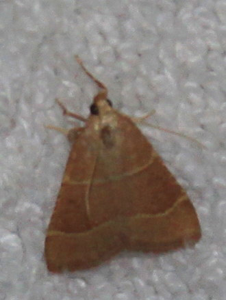 Ochre Parachma Moth from Guadalupe Mts, Culberson Co, TX on August 31 ...