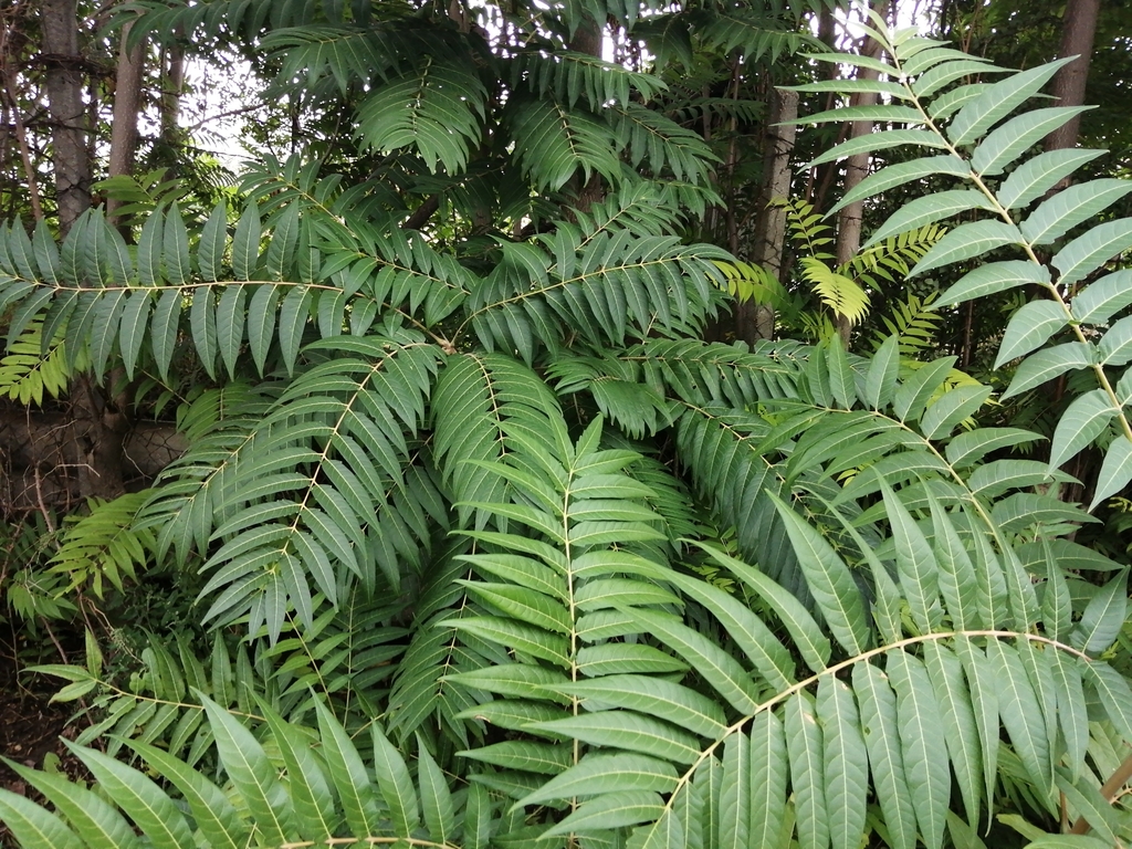 tree-of-heaven from Găgești on October 10, 2020 at 03:21 PM by Mihaela ...