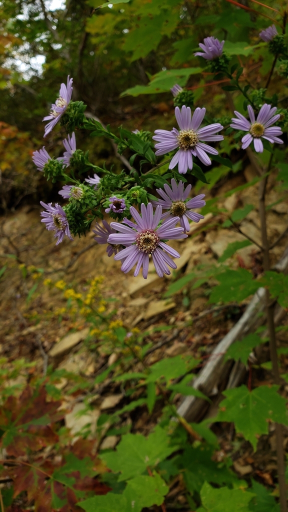 Rigid Whitetop Aster from Jonesborough, TN 37659, USA on October 9 ...