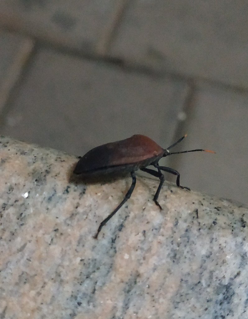 Coridius chinensis from Koottanad, Kerala 679533, India on October 10 ...