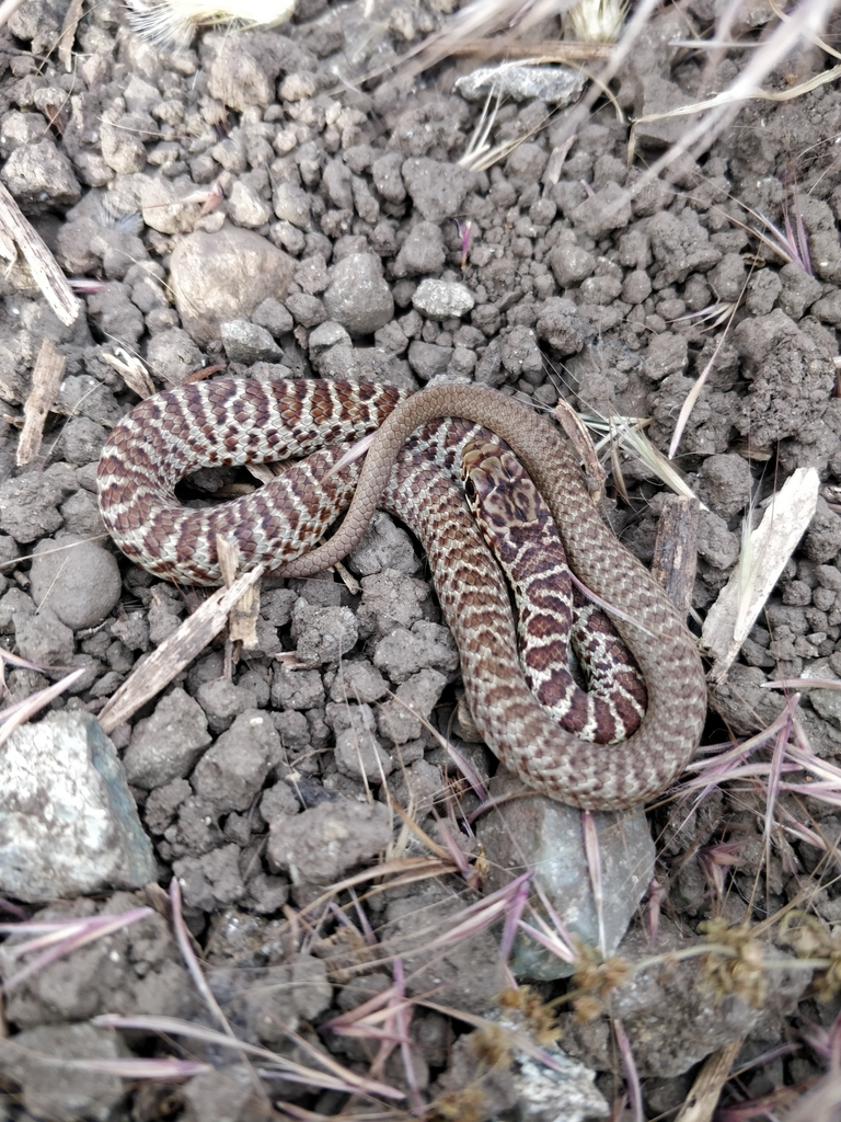Western Yellow-bellied Racer from Woodside, CA 94062, USA on October 10 ...