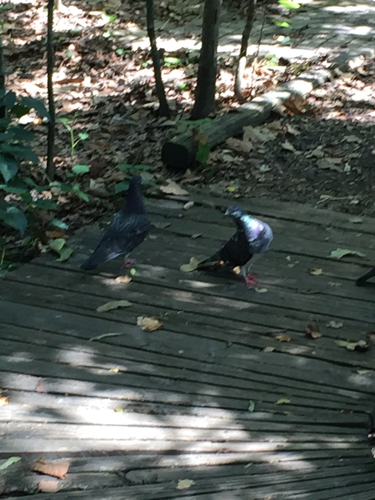 Feral Pigeon from Edith Moore Nature Sanctuary, Houston, TX, US on ...