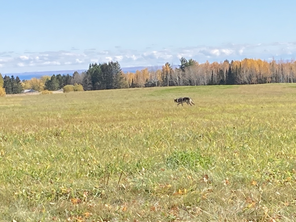 Gray Wolf in October 2020 by brynnmerlin · iNaturalist