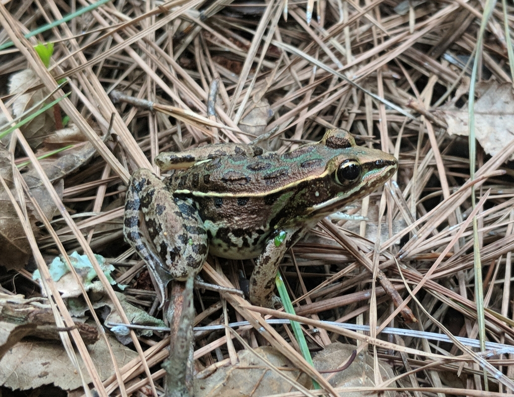Southern Leopard Frog in October 2020 by Cynthia Darnell. many spotted ...
