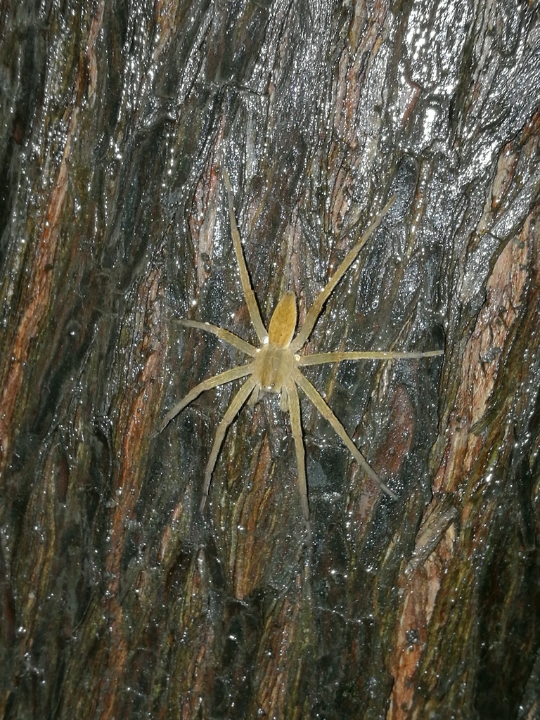 Dolomedes sulfureus from Shanghai, Shanghai, China on May 23, 2017 at ...