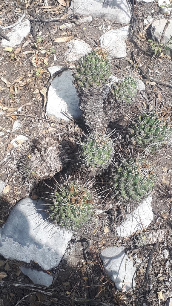 Coryphantha octacantha from Progreso de Obregón, Hgo., México on ...