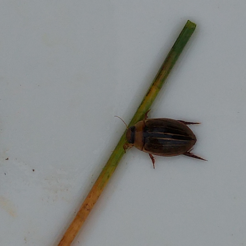 Hydaticus grammicus from 日本、〒699-1241 島根県雲南市大東町山王寺588 on October 11 ...