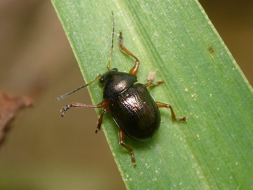 Genus Basilepta · iNaturalist