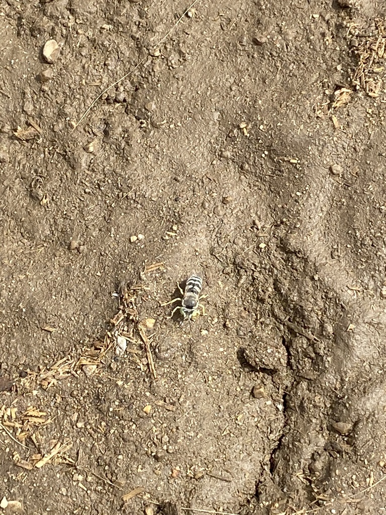 American Sand Wasp from W Locust St, Ontario, CA, US on October 10 ...