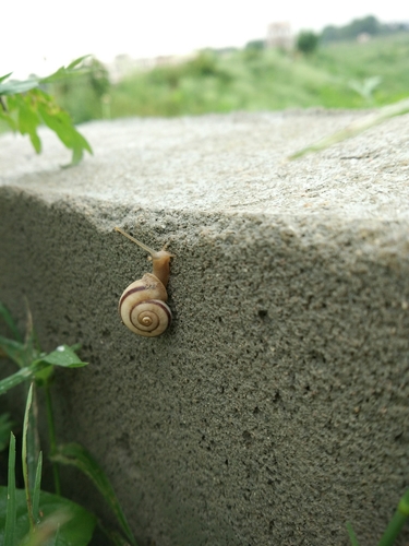 Trachia fallaciosa · iNaturalist