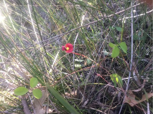Kennedia macrophylla · iNaturalist United Kingdom