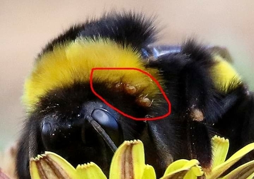 Parasitus fucorum · iNaturalist