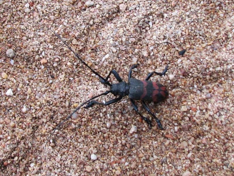 Ceroplesis militaris from Chiengi, Zambia on April 8, 2012 at 07:09 AM ...