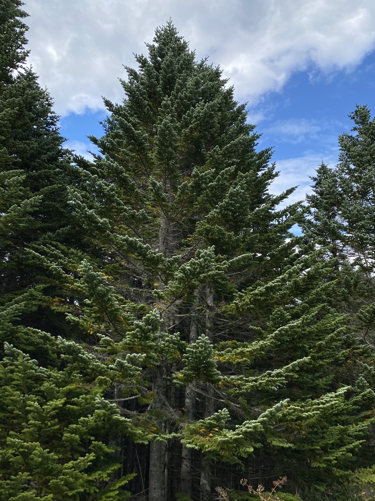 Sakhalin fir from Korsakovskiy rayon, RU-SL, RU on October 9, 2020 at ...