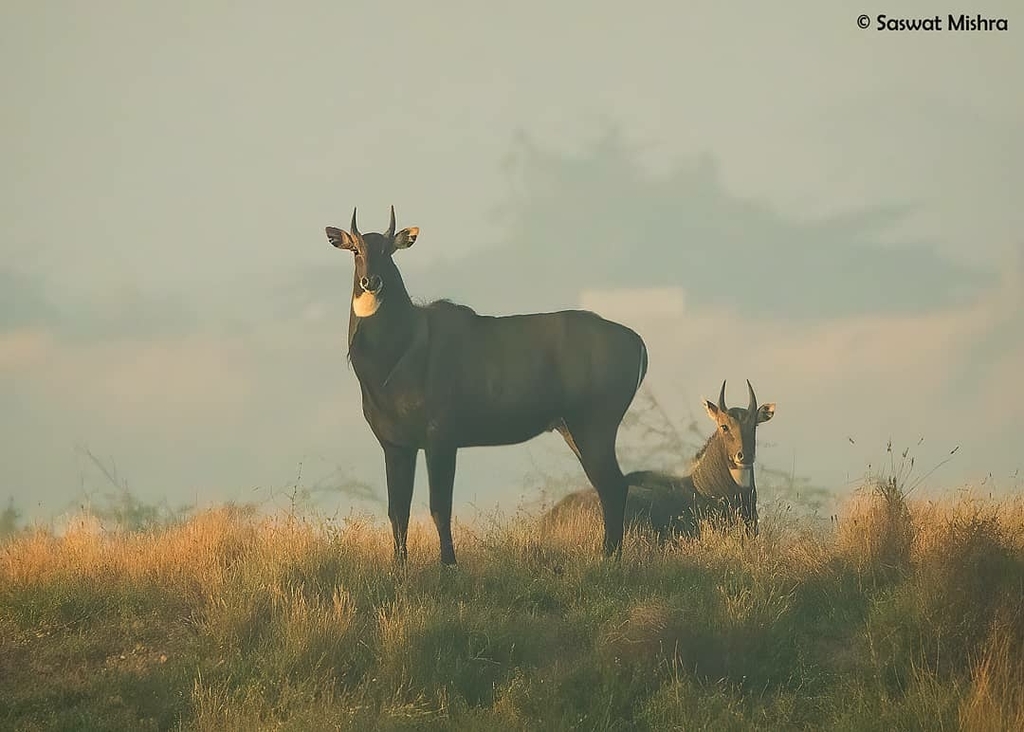 Nilgai from Khijadiya on December 23, 2019 at 08:42 AM by Saswat Mishra ...