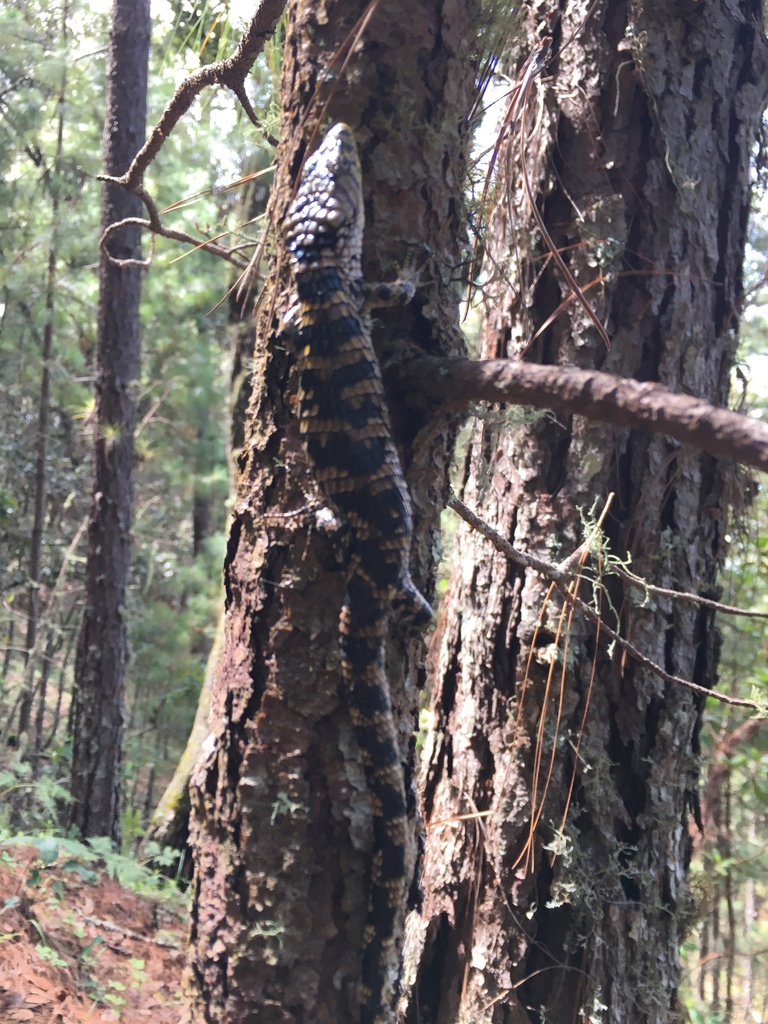 Oaxaca Arboreal Alligator Lizard in September 2020 by Ruth CL · iNaturalist
