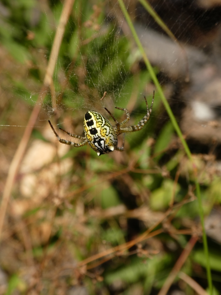 Dome Web Spider from Dimbulah on June 11, 2020 at 02:14 AM by Sarah ...