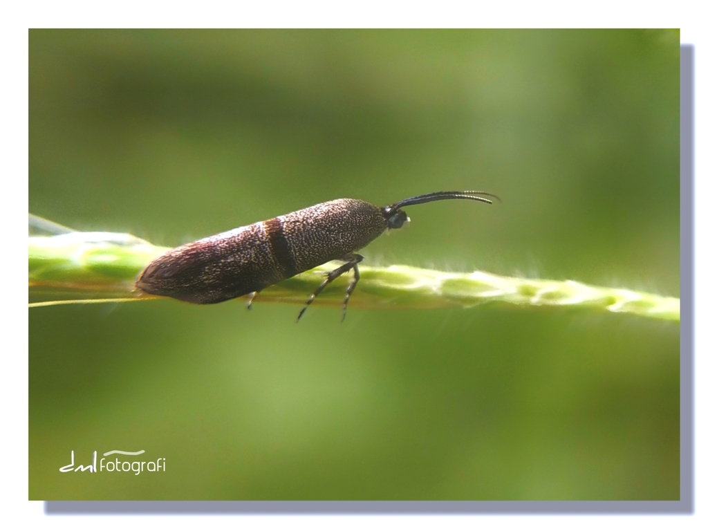 Phycodes minor from Desa Pacul RT.05/01, Jalan Balai Desa Pacul Barat ...
