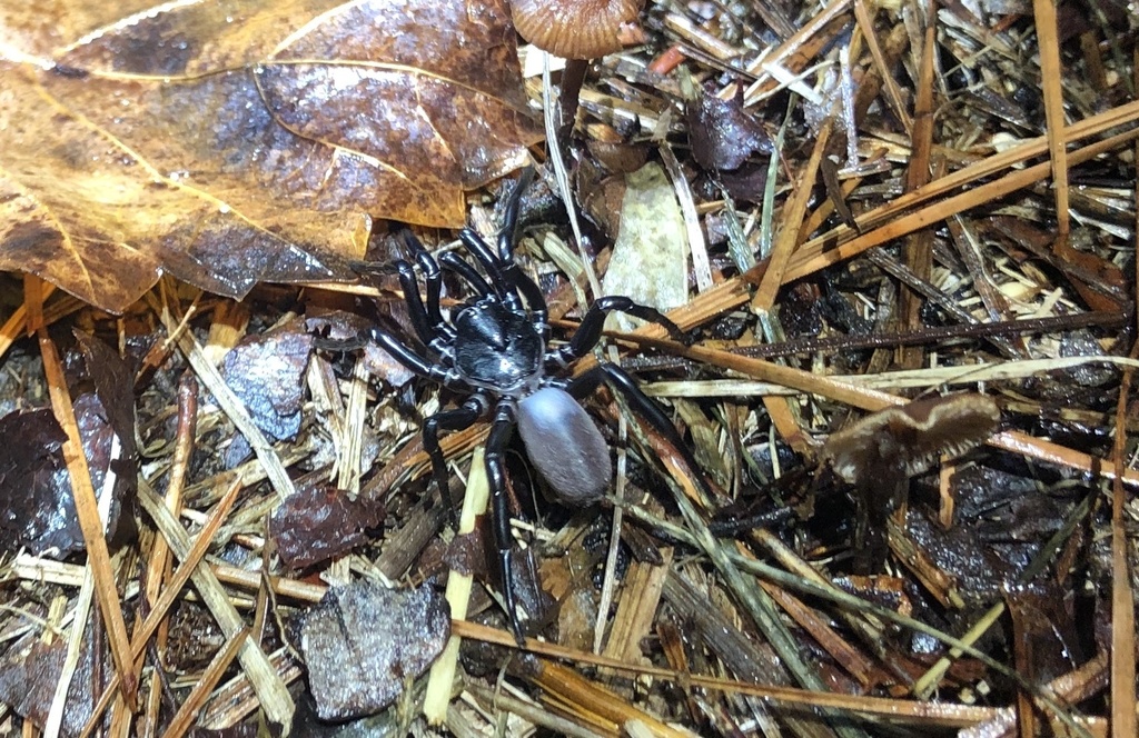 Ummidia rongodwini in October 2020 by erincork · iNaturalist