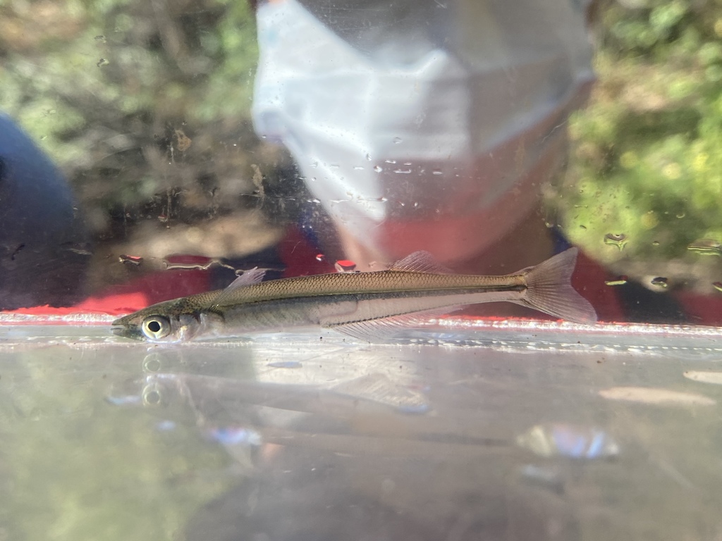 Brook Silverside from W 106th St, Bloomington, MN, US on October 10 ...