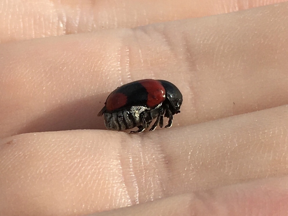 Urodera in October 2020 by sabrewing · iNaturalist