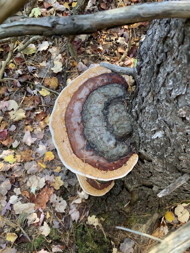 Red-banded polypores from March, Ottawa, ON, CA on October 11, 2020 at ...