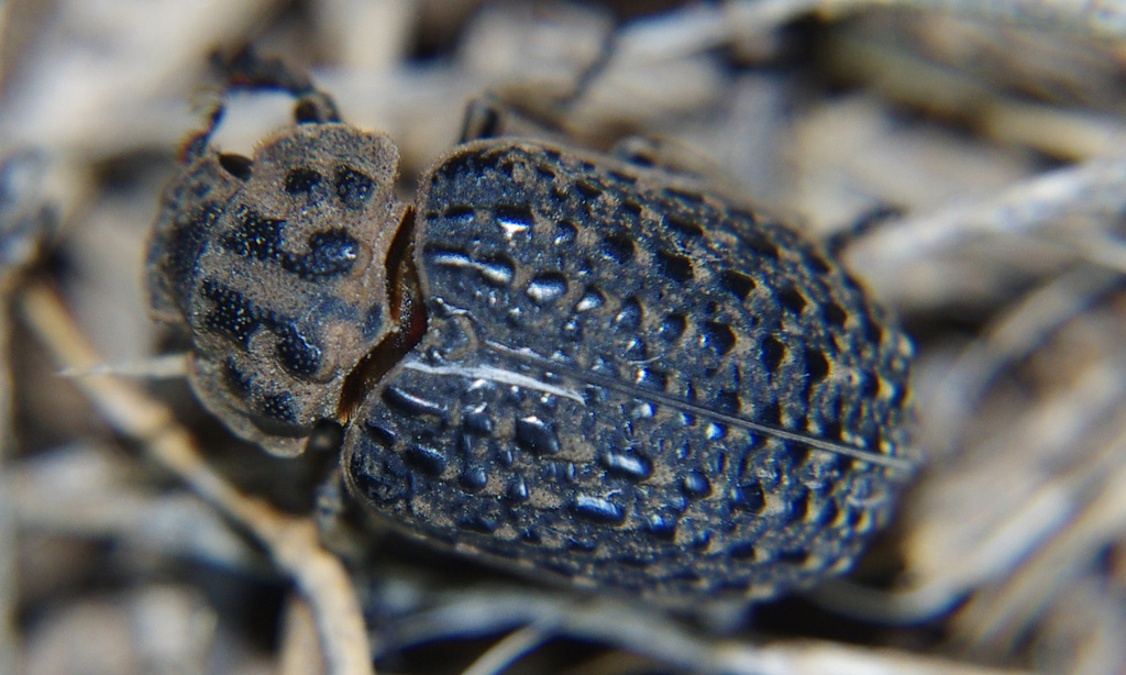 Omorgus punctatus in August 2017 by i_fox · iNaturalist