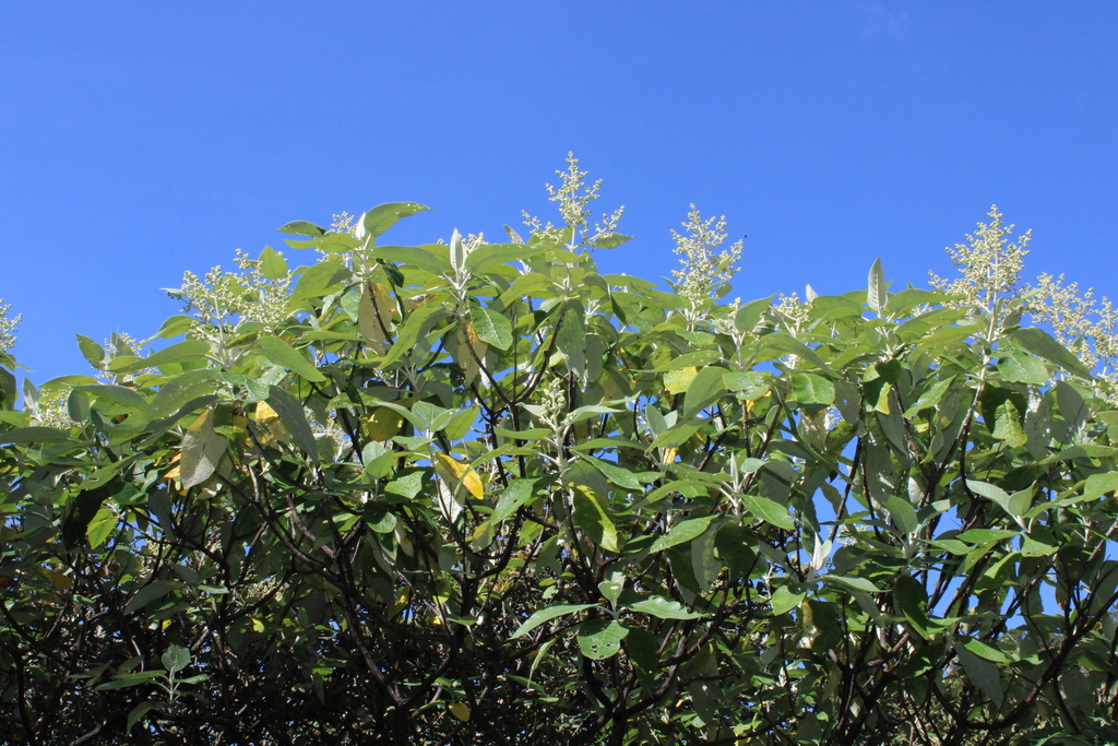 tepozan from El Zamorano, Qro., México on October 10, 2020 at 10:07 AM ...