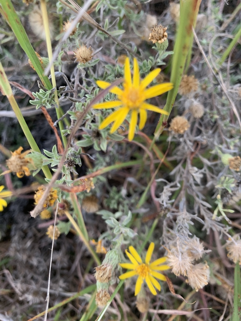 Phyllotheca from Z Boaz Park, Fort Worth, TX, US on October 11, 2020 at ...